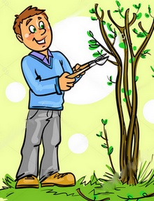 The Monticello Tree Board: Tree Pruning Dos and Don’ts | Monticello Live